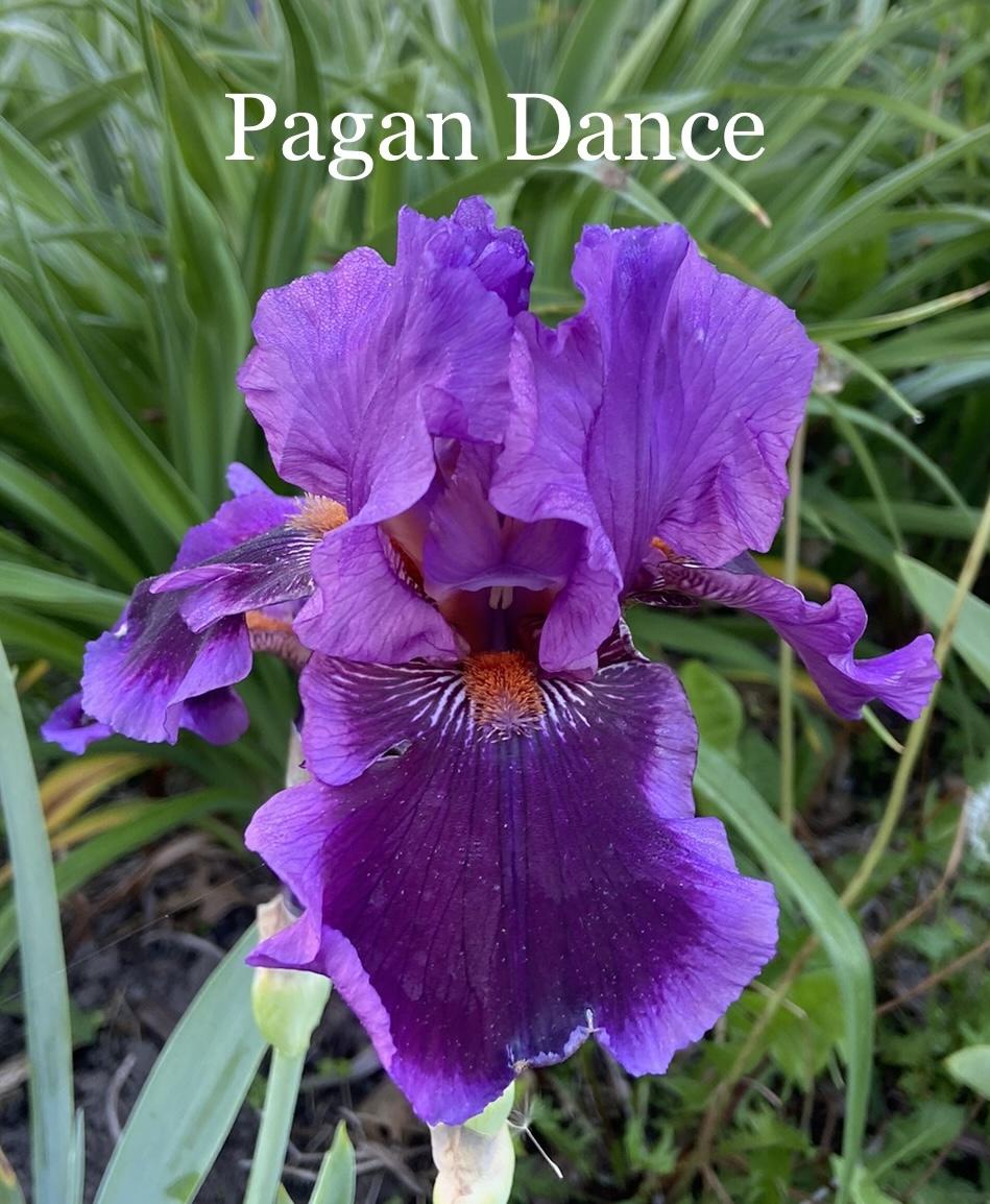 Photo of the bloom of Tall Bearded Iris (Iris 'Pagan Dance') posted by ...