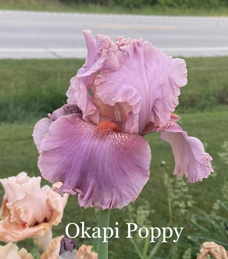 Photo of the bloom of Tall Bearded Iris (Iris 'Okapi Poppy') posted by amberjewel - Garden.org