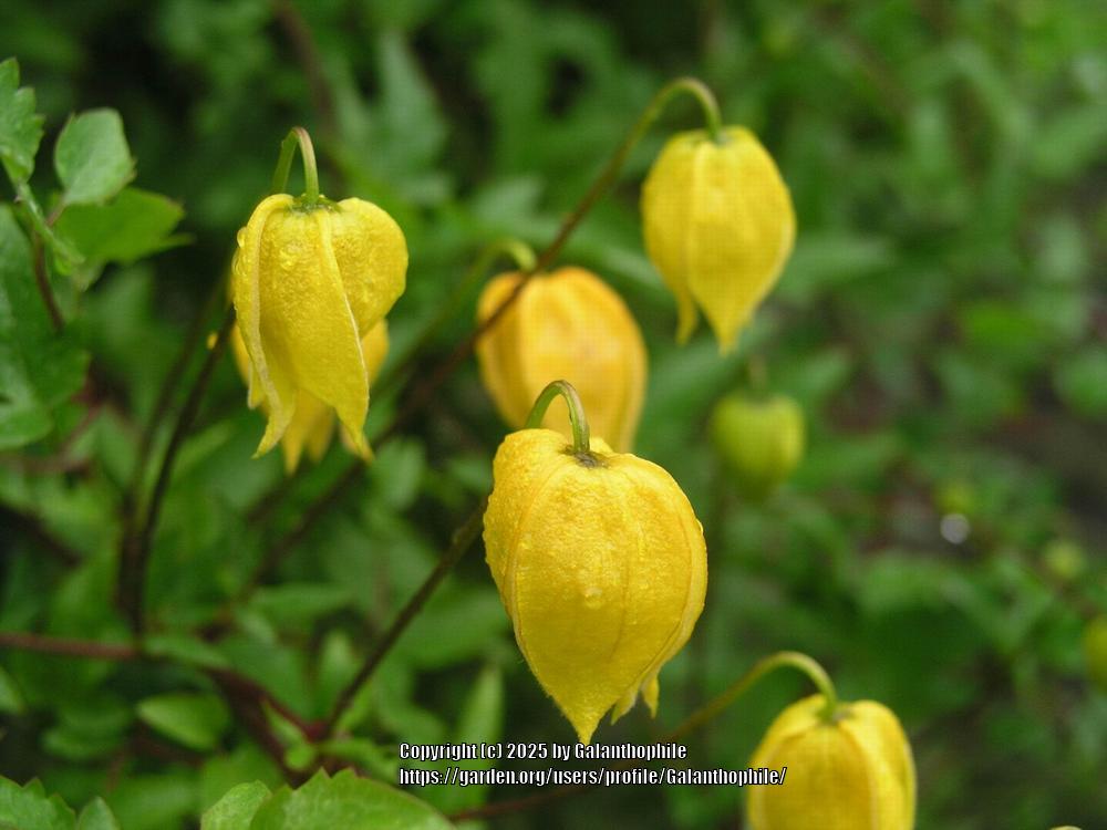 Photo of the bloom of Clematis (Clematis tangutica 'Helios') posted by ...