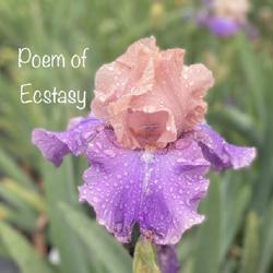 Tall Bearded Iris (Iris 'Poem of Ecstasy') in the Irises Database ...