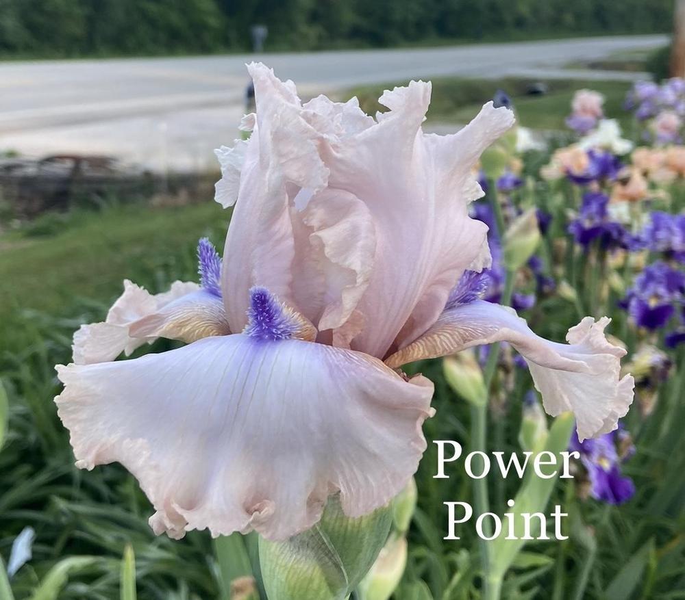 Photo of the bloom of Tall Bearded Iris (Iris 'Power Point') posted by ...