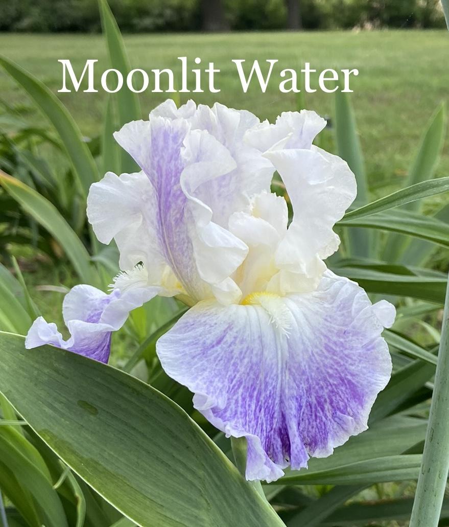 Photo of the bloom of Tall Bearded Iris (Iris 'Moonlit Water') posted by amberjewel - Garden.org