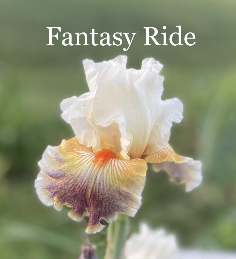 Photo of the bloom of Tall Bearded Iris (Iris 'Fantasy Ride') posted by ...
