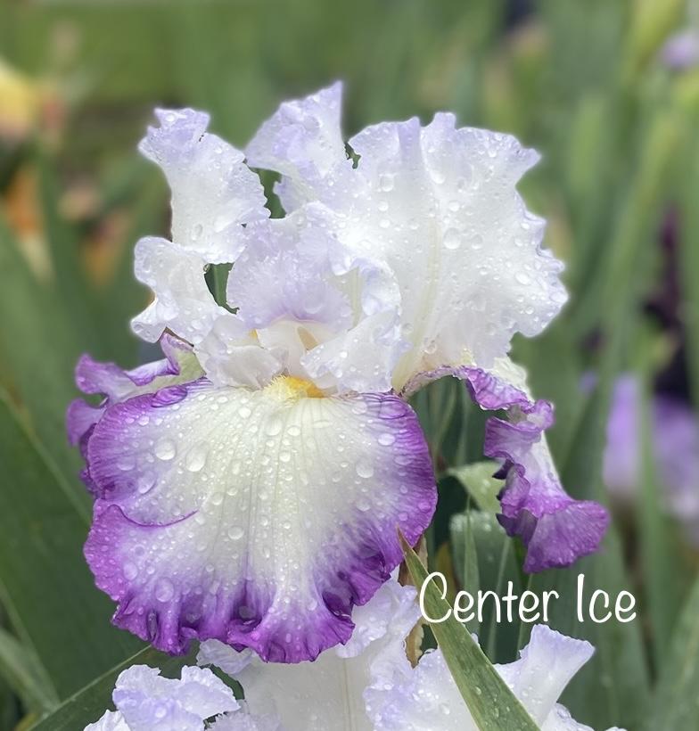 Photo of the bloom of Tall Bearded Iris (Iris 'Center Ice') posted by amberjewel - Garden.org