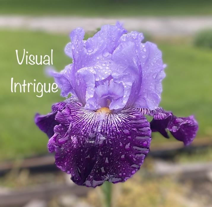 Photo of the bloom of Tall Bearded Iris (Iris 'Visual Intrigue') posted by amberjewel - Garden.org