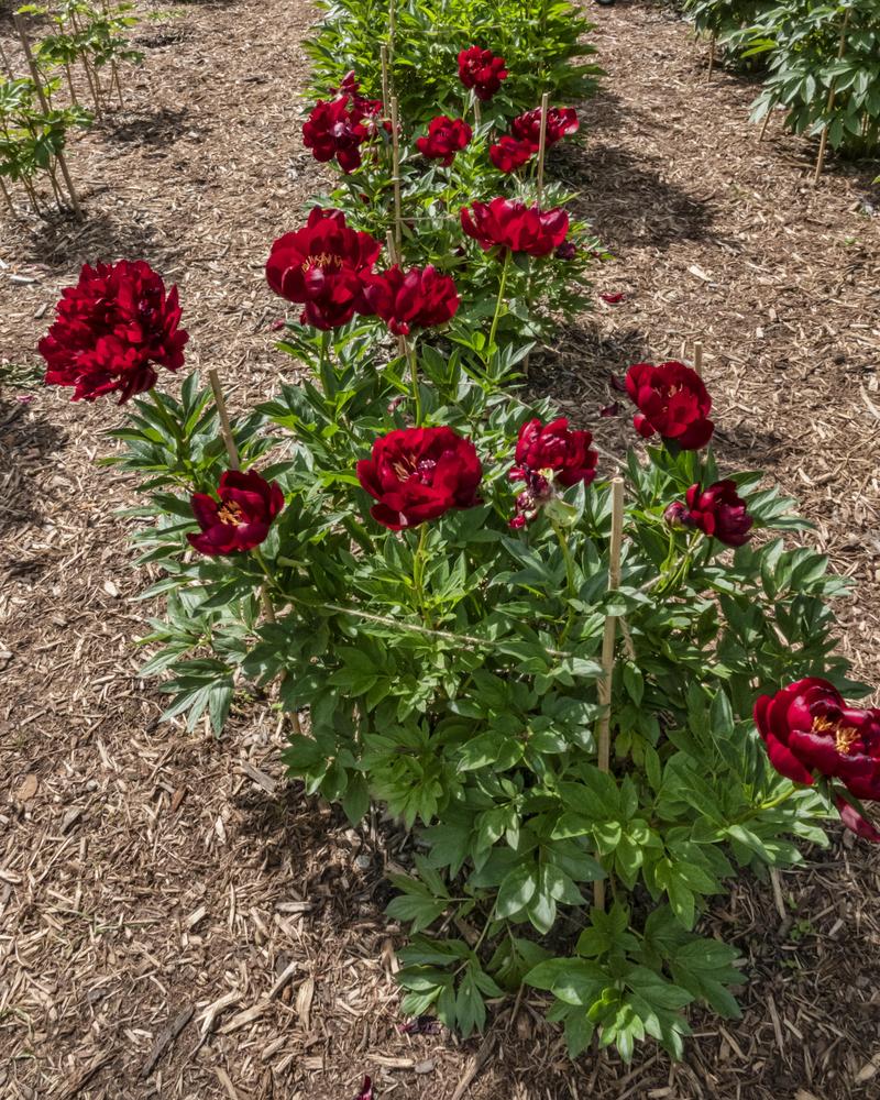 Photo of the entire plant of Peony (Paeonia 'Illini Belle') posted by arctangent - Garden.org