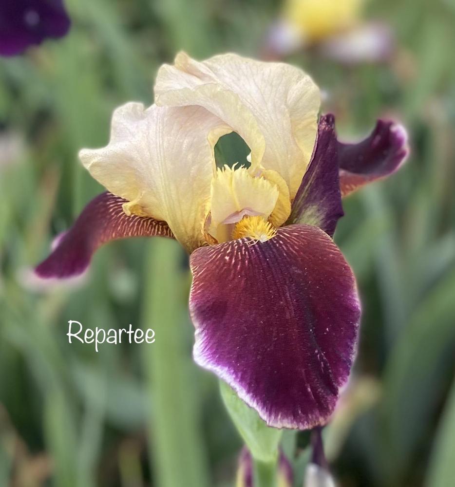 Photo of the bloom of Tall Bearded Iris (Iris 'Repartee') posted by ...