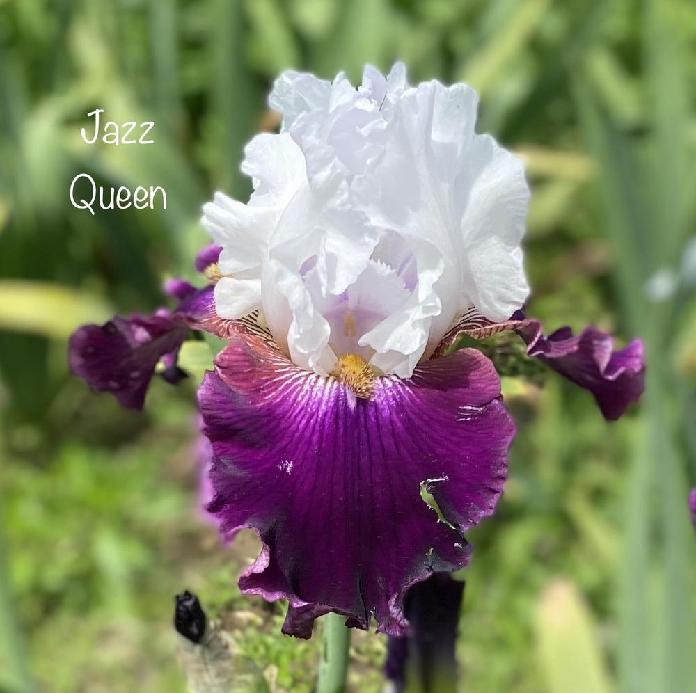 Photo of the bloom of Tall Bearded Iris (Iris 'Jazz Queen') posted by ...