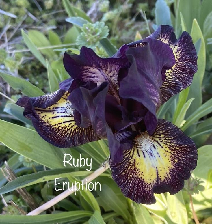Photo of the bloom of Standard Dwarf Bearded Iris (Iris 'Ruby Eruption ...