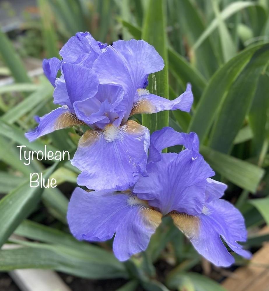 Photo of the bloom of Tall Bearded Iris (Iris 'Tyrolean Blue') posted ...
