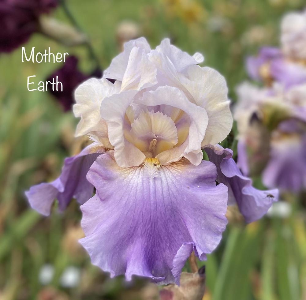 Photo of the bloom of Tall Bearded Iris (Iris 'Mother Earth') posted by ...