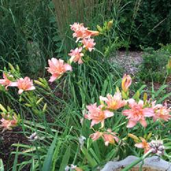 Daylily (Hemerocallis 'Double Pompon') in the Daylilies Database - Garden.org