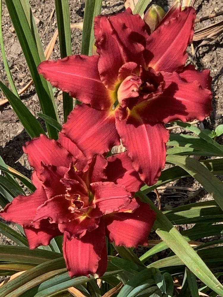 Photo of the bloom of Daylily (Hemerocallis 'Double Pardon Me') posted ...