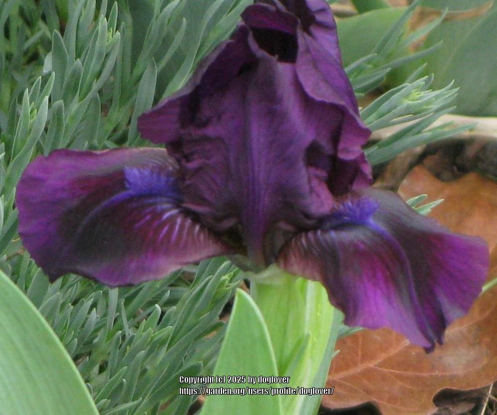 Photo of the bloom of Standard Dwarf Bearded Iris (Iris 'Ruby Locket') posted by doglover ...