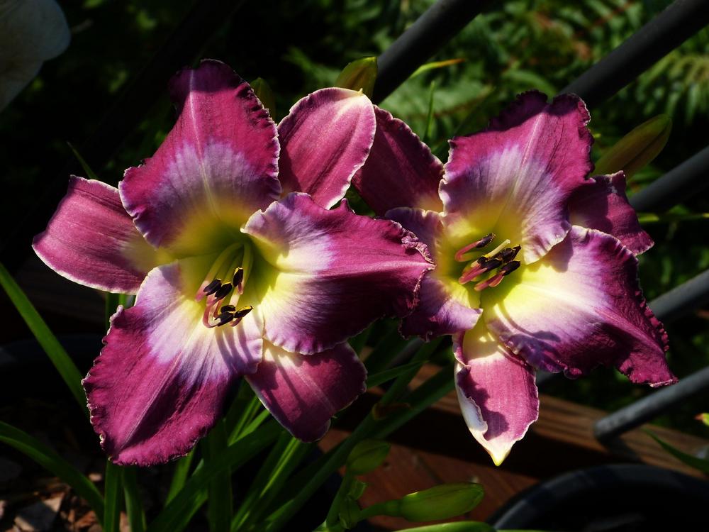 Photo of the bloom of Daylily (Hemerocallis 'Blue Mule') posted by ...
