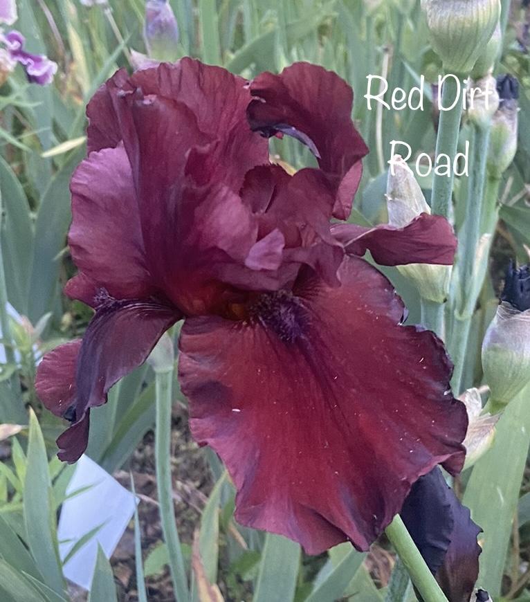 Photo of the bloom of Tall Bearded Iris (Iris 'Red Dirt Road') posted by amberjewel - Garden.org
