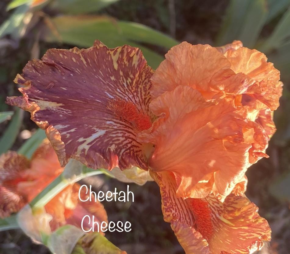 Photo of the bloom of Tall Bearded Iris (Iris 'Cheetah Cheese') posted ...