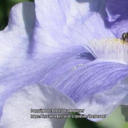 Tall Bearded Iris (Iris 'Raging Tide') in the Irises Database - Garden.org