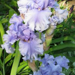 Tall Bearded Iris (Iris 'Raging Tide') in the Irises Database - Garden.org
