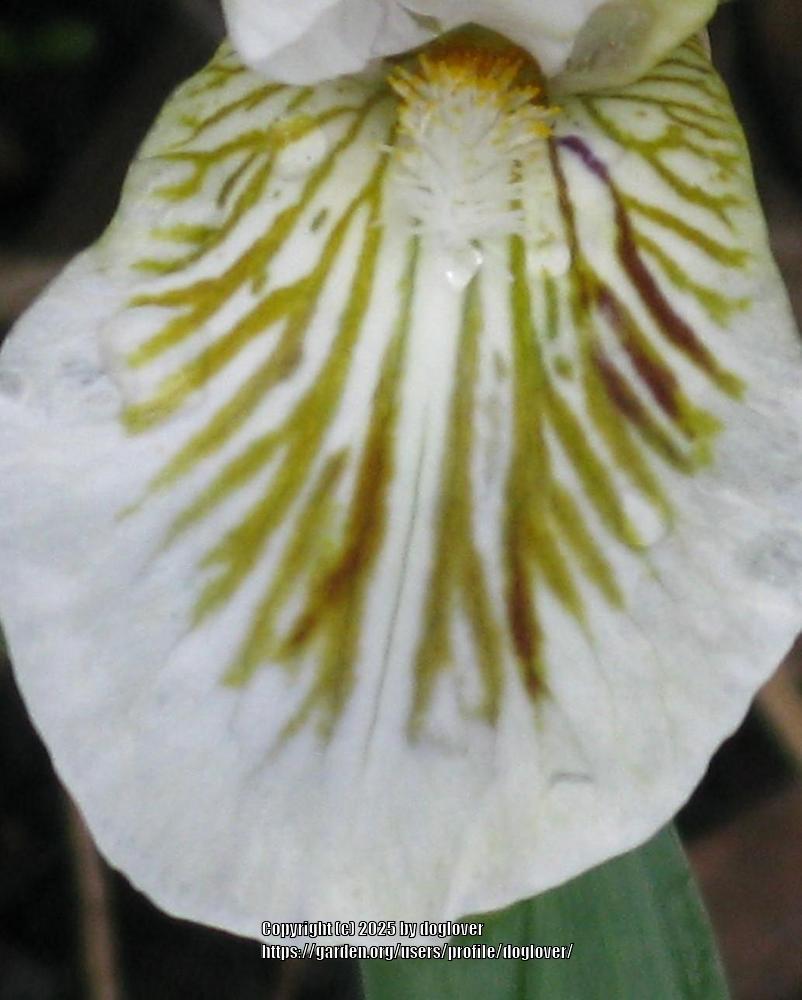 Photo of the closeup of buds, sepals and receptacles of Standard Dwarf ...