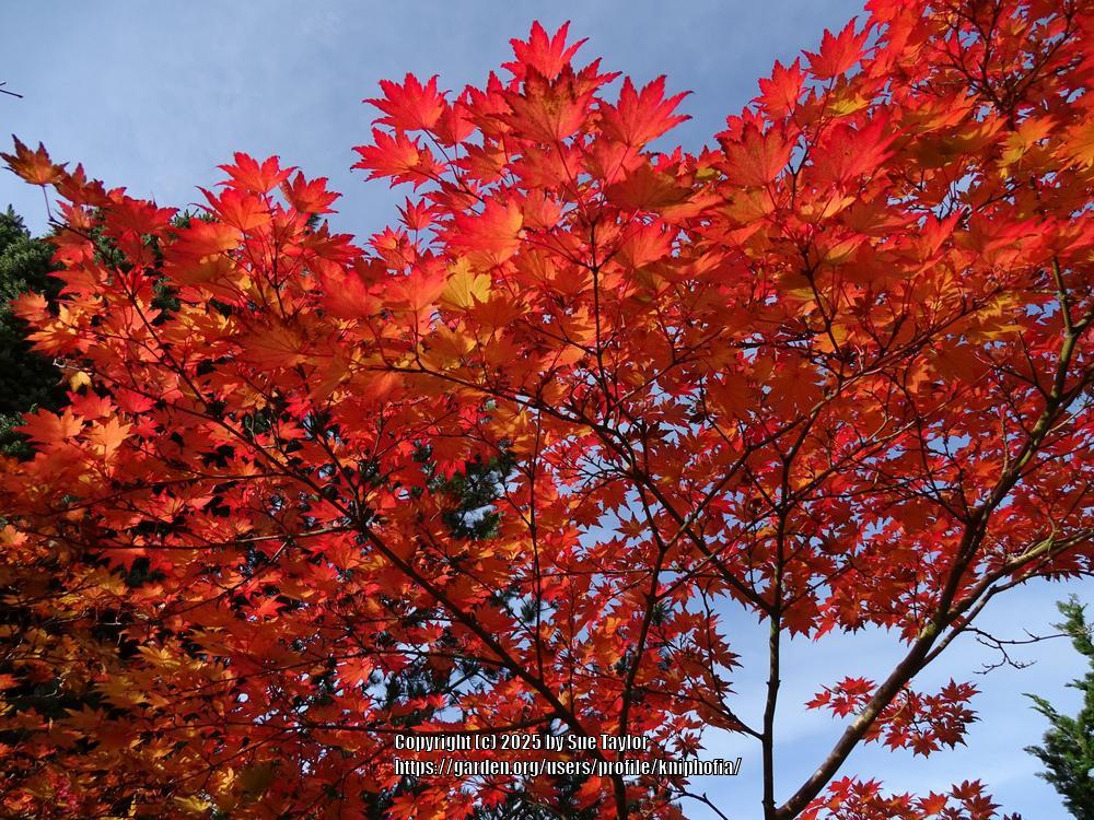 Siebold Maple (Acer sieboldianum) - Garden.org