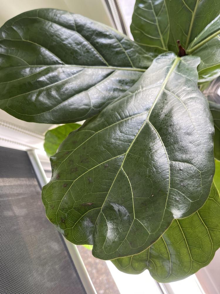 Spots on fiddle leaf fig help in the Ask a Question forum - Garden.org