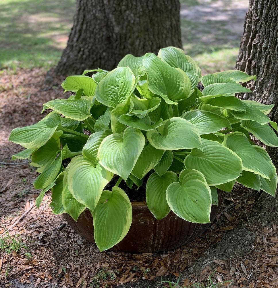Hosta alphabet F in the Hostas forum - Garden.org