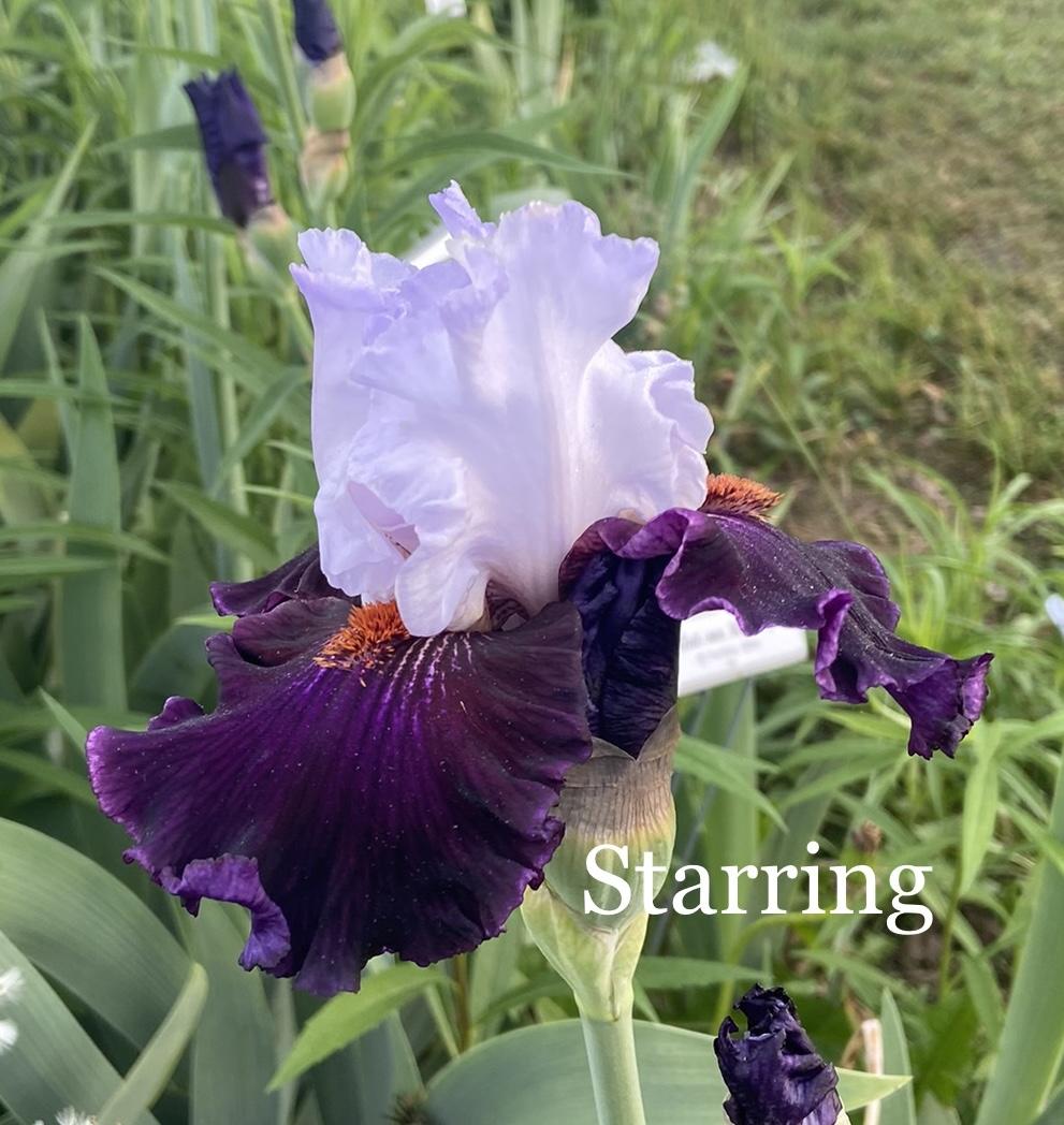 Photo of the bloom of Tall Bearded Iris (Iris 'Starring') posted by ...