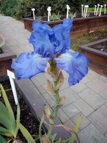 2025 Season in the Irises forum - Garden.org