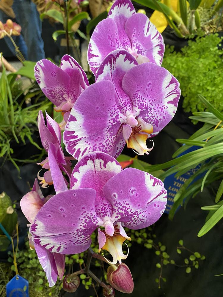 Moth Orchid (Phalaenopsis OX Firebird) - Garden.org
