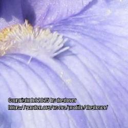 Tall Bearded Iris (Iris 'Raging Tide') in the Irises Database - Garden.org