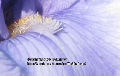 Photo of the closeup of buds, sepals and receptacles of Tall Bearded ...