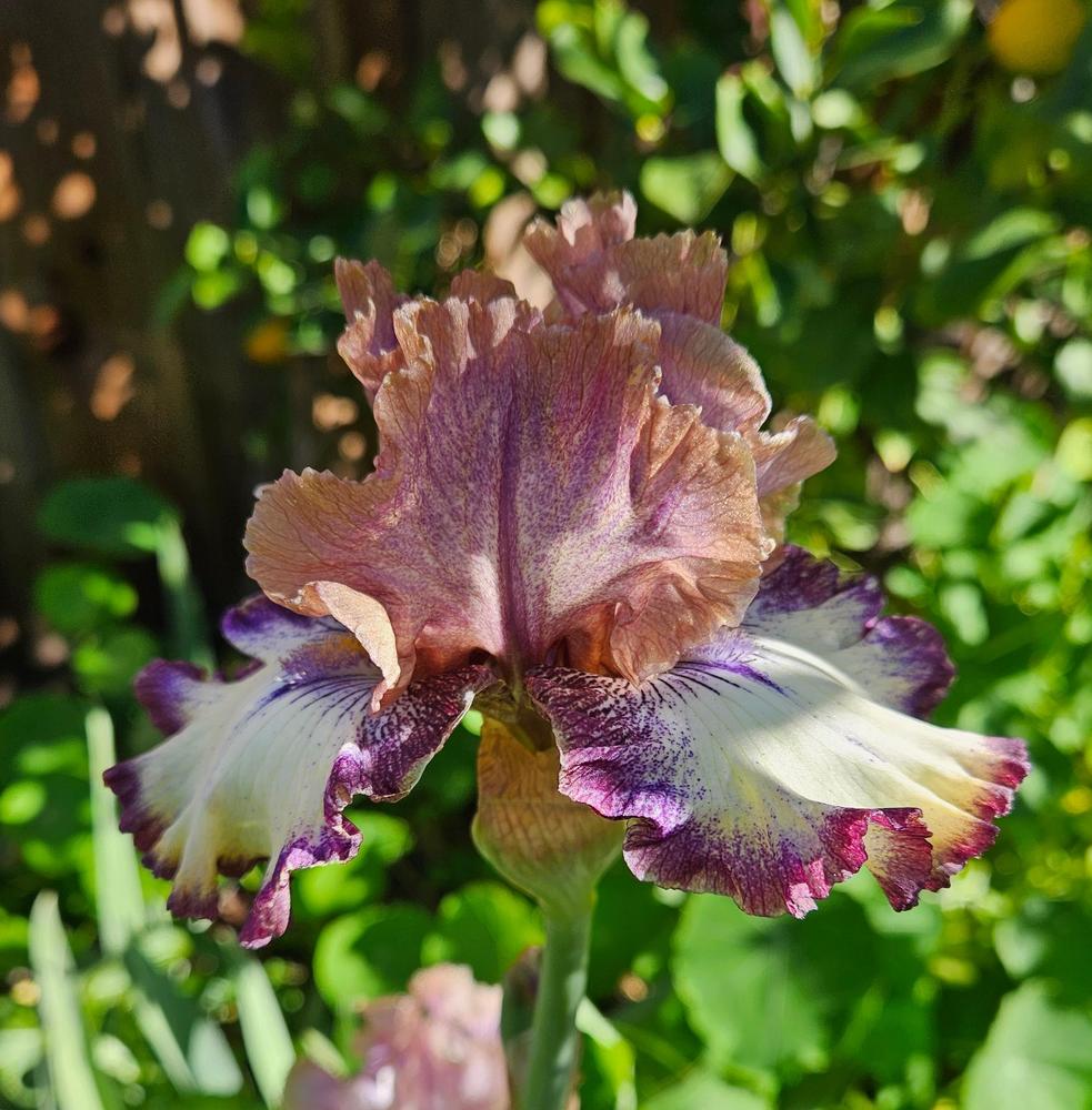 Border Bearded Iris (Iris 'Broken Link') in the Irises Database ...