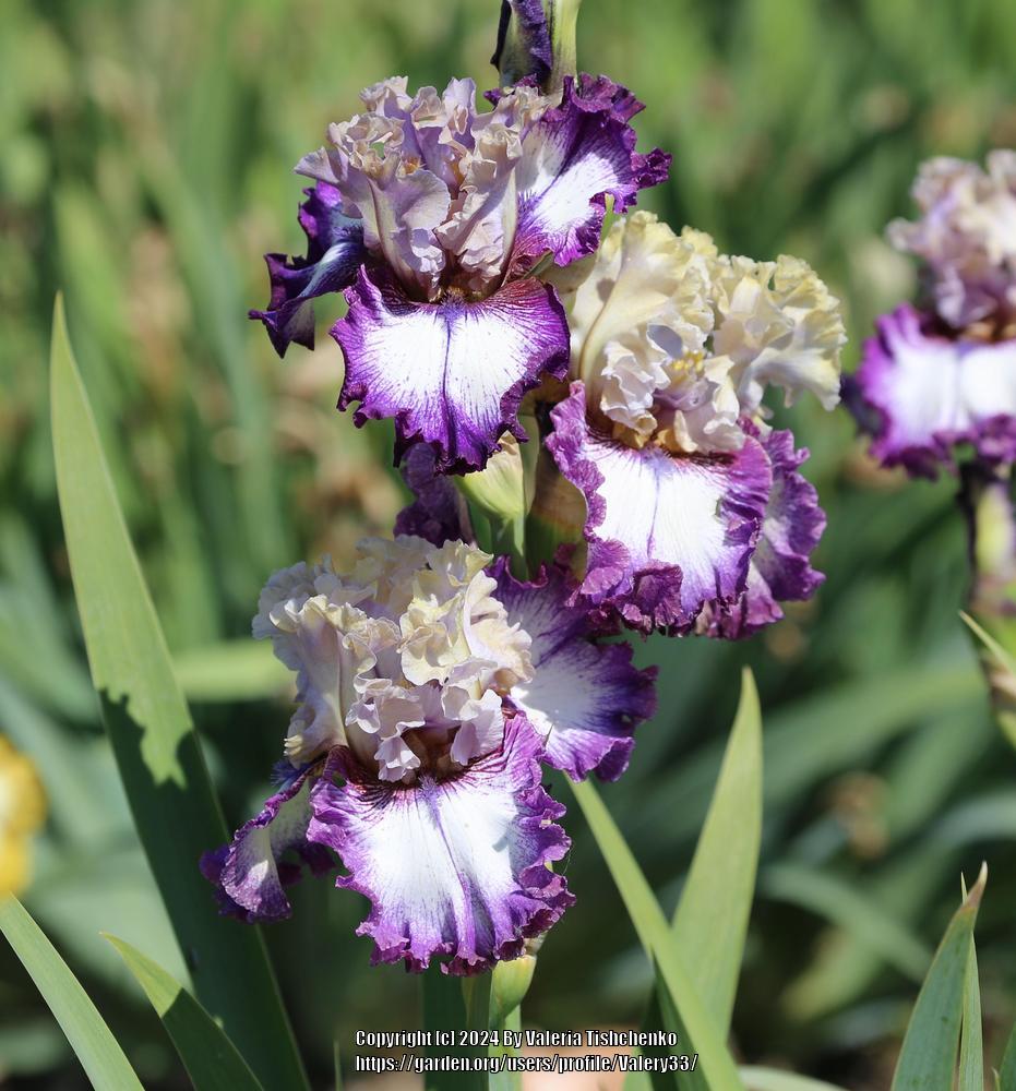 Photo of the bloom of Tall Bearded Iris (Iris 'Bullet Points') posted ...