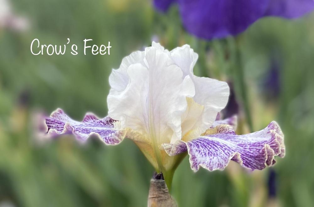 Photo of the bloom of Border Bearded Iris (Iris 'Crow's Feet') posted ...