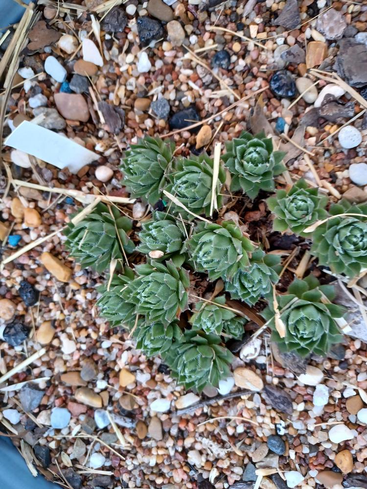 Sempervivum Chat & Photos 2025 in the Sempervivum forum - Garden.org