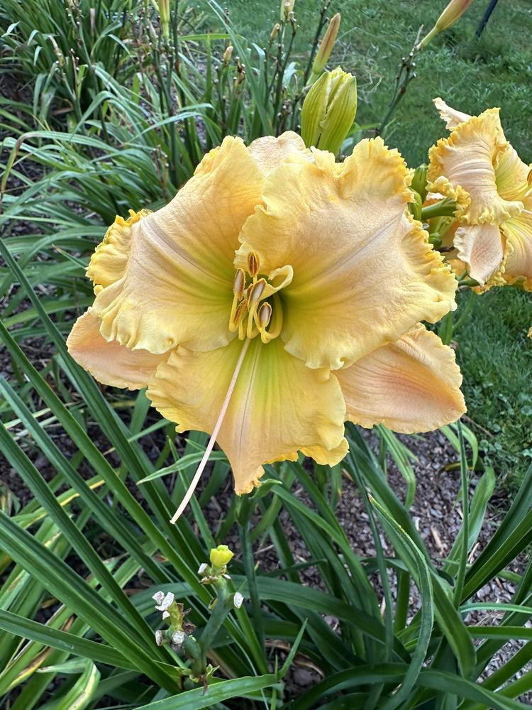 Daylily (Hemerocallis 'Complex Complexion') in the Daylilies Database - Garden.org