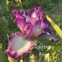 Photo of the bloom of Tall Bearded Iris (Iris 'Raspberry Frost') posted ...