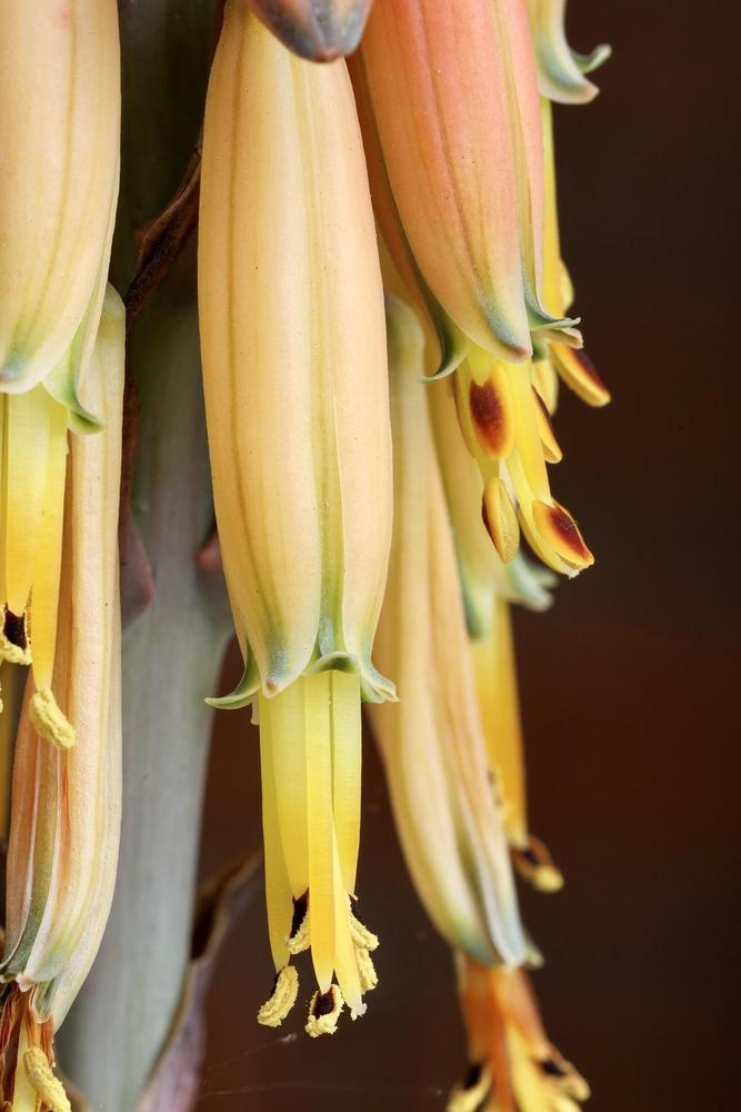 Photo of the stamens, filaments and pistils of Krimpvarkie (Aloe ...
