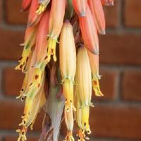 Photo of the bloom of Krimpvarkie (Aloe erinacea) posted by Baja ...