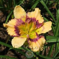Photo of the bloom of Daylily (Hemerocallis 'Northwood Bearded Wonder ...