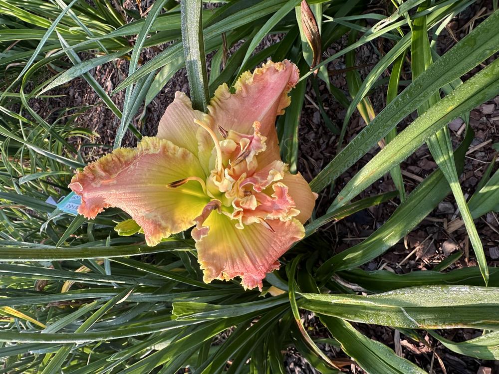 Daylily (Hemerocallis 'Niagara Gorgeous') in the Daylilies Database - Garden.org