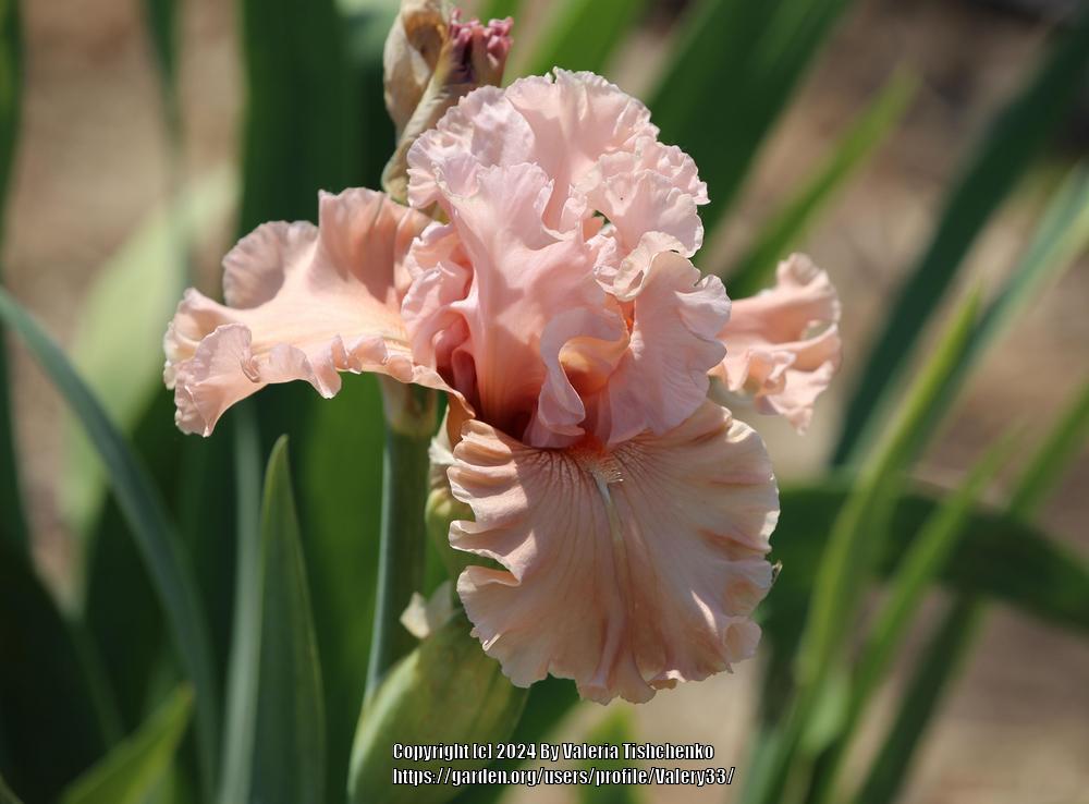 Photo of the bloom of Tall Bearded Iris (Iris 'Hello Romance') posted ...