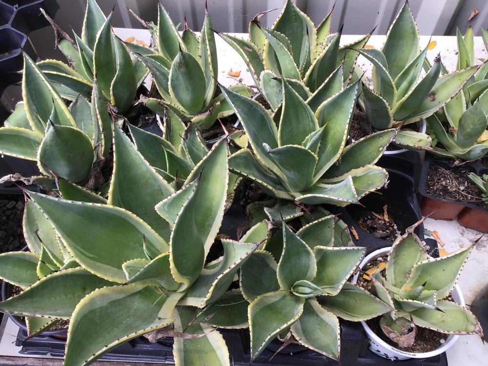 Photo of the seedling or young plant of Agave (Agave mitis 'Multicolor ...