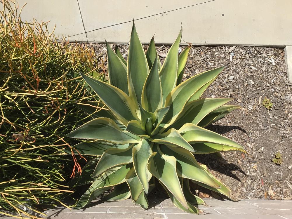Photo of the entire plant of Agave (Agave mitis 'Multicolor') posted by ...