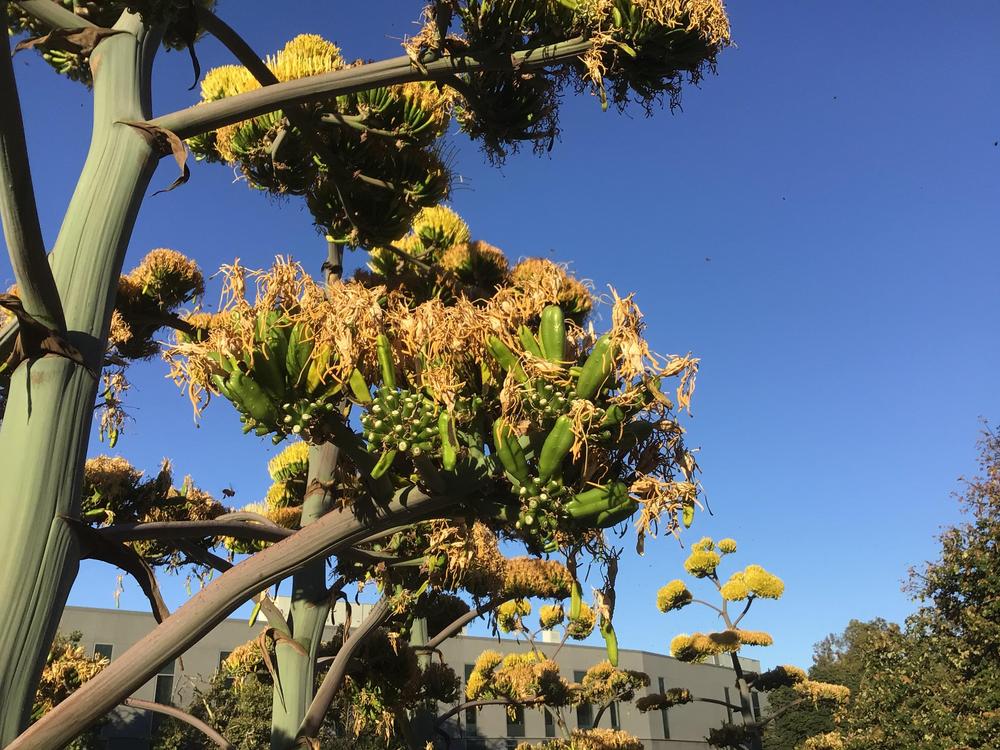 Photo of the seed pods or heads of Century Plant (Agave ovatifolia ...