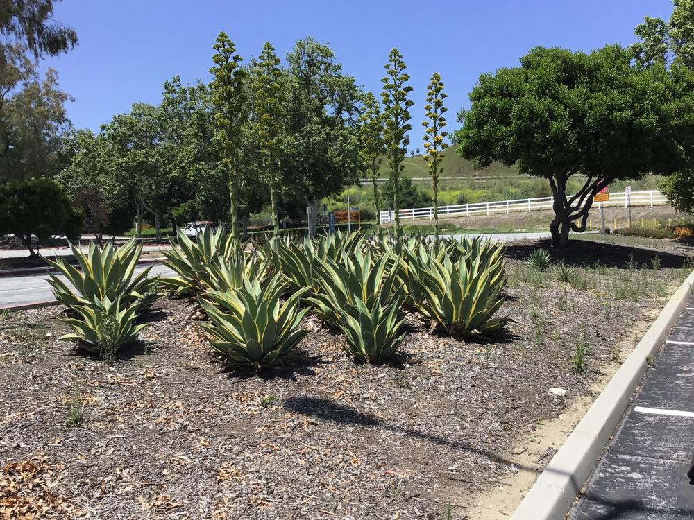 Photo of the entire plant of Agave (Agave mitis 'Multicolor') posted by ...