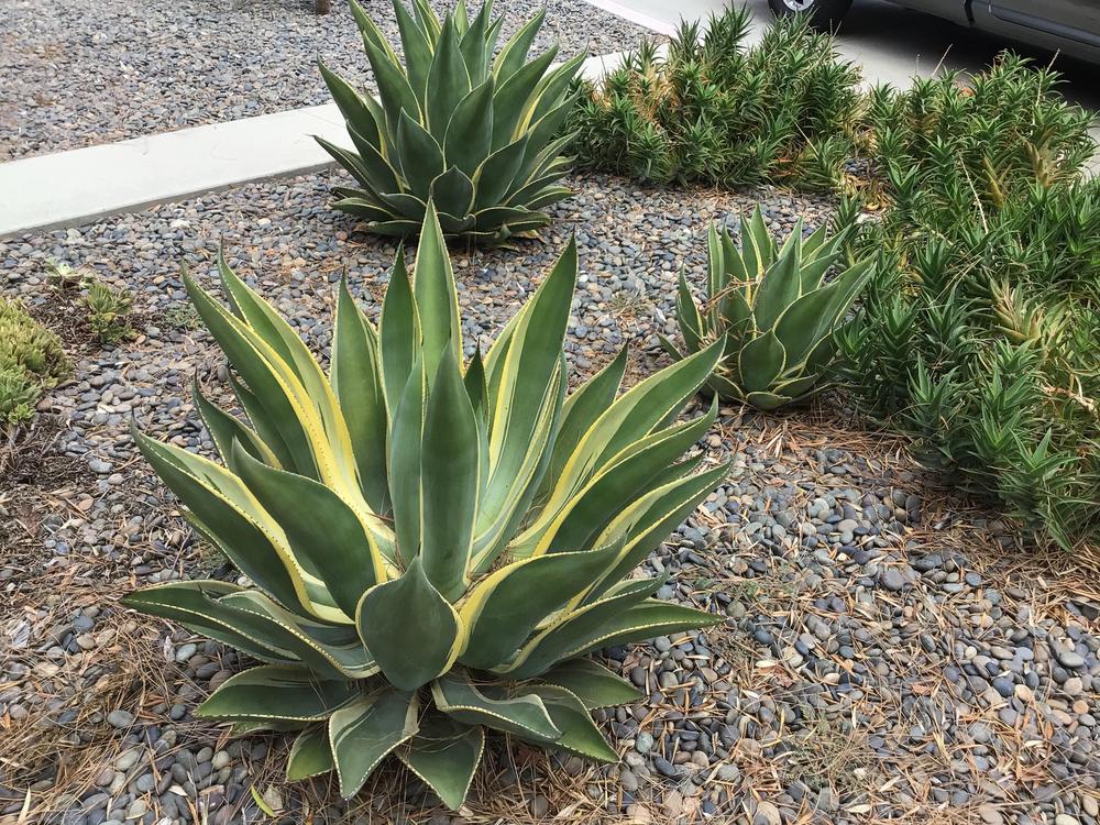 Agave (Agave mitis 'Multicolor') in the Agaves Database - Garden.org
