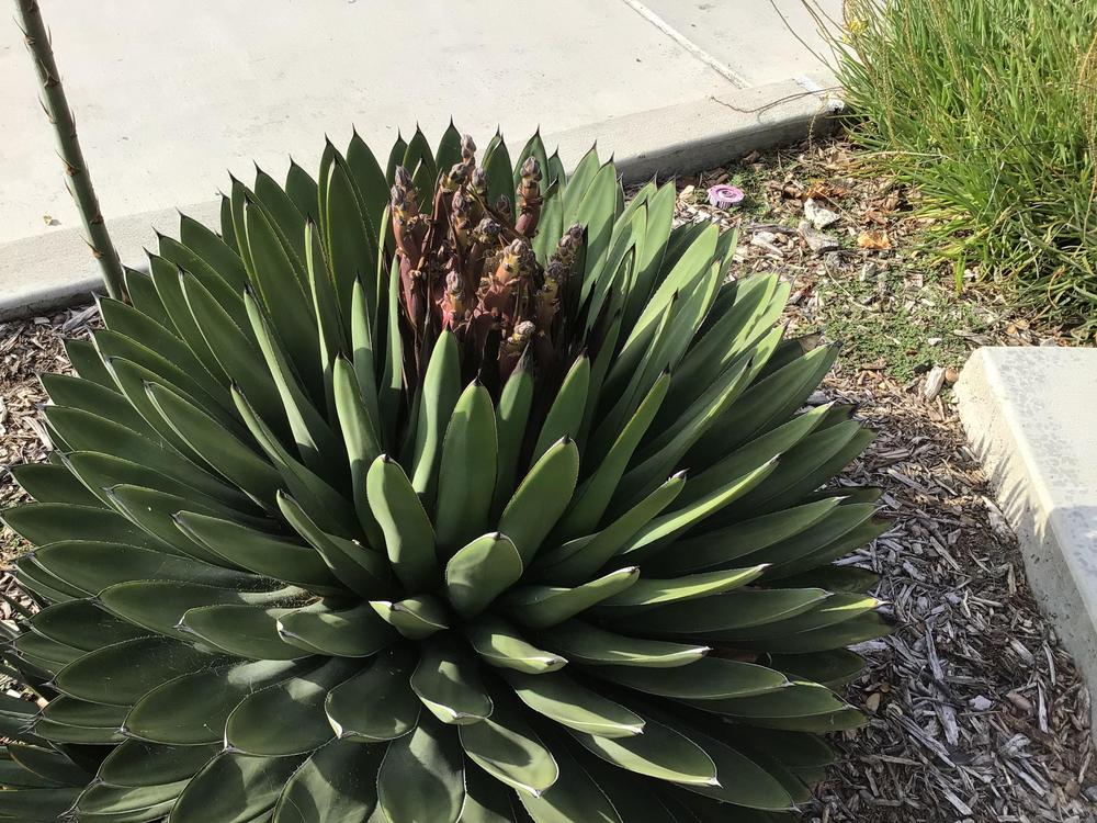 Photo of the entire plant of Agave 'Royal Spine' posted by CPPgardener ...