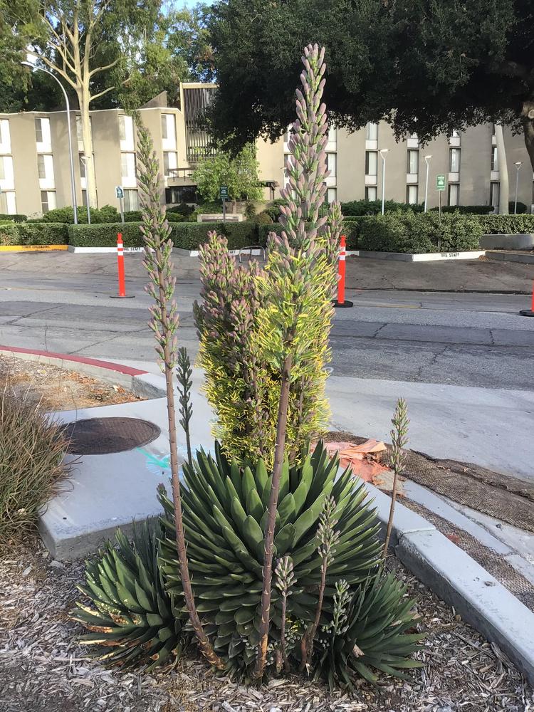 Photo of the entire plant of Agave 'Royal Spine' posted by CPPgardener ...